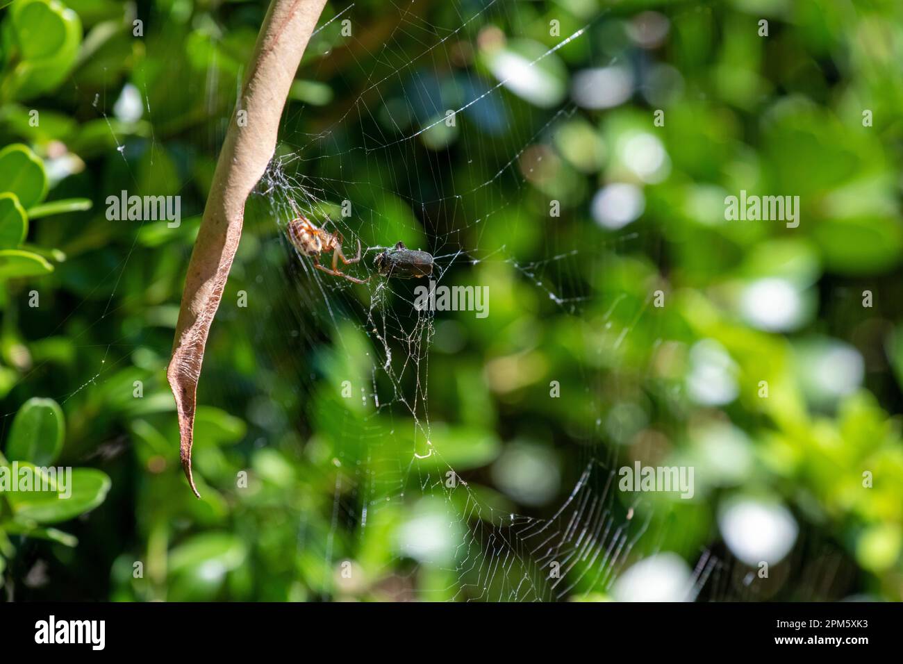 Leaf-Curling Spider (Phonognatha graeffei) catches prey in the web in ...