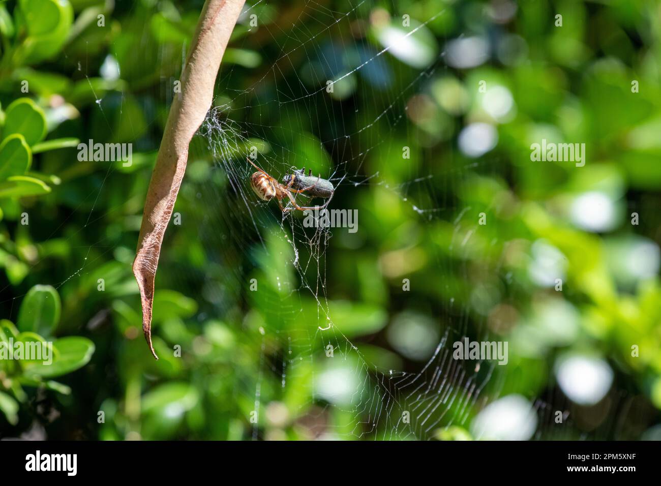 Australian garden spiders photo hi-res stock photography and images - Alamy