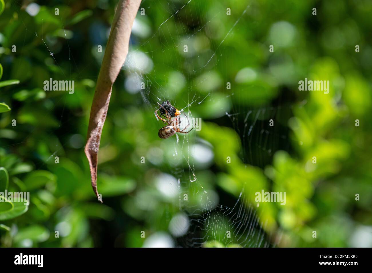 Leaf-Curling Spider (Phonognatha graeffei) catches prey in the web in ...