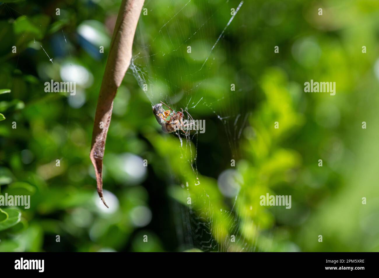 Leaf-Curling Spider (Phonognatha graeffei) catches prey in the web in ...