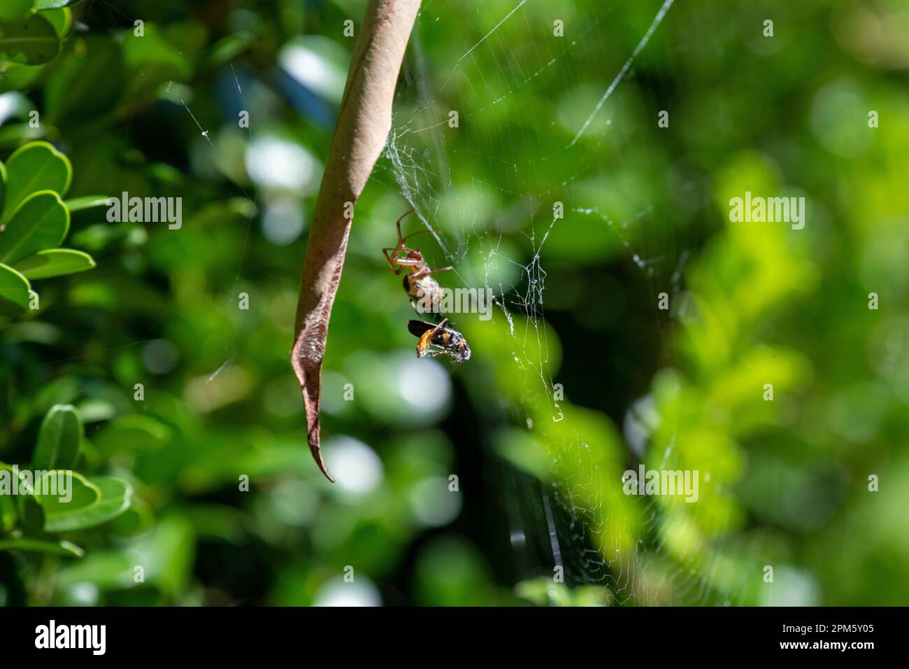 Leaf-Curling Spider (Phonognatha graeffei) catches prey in the web in ...