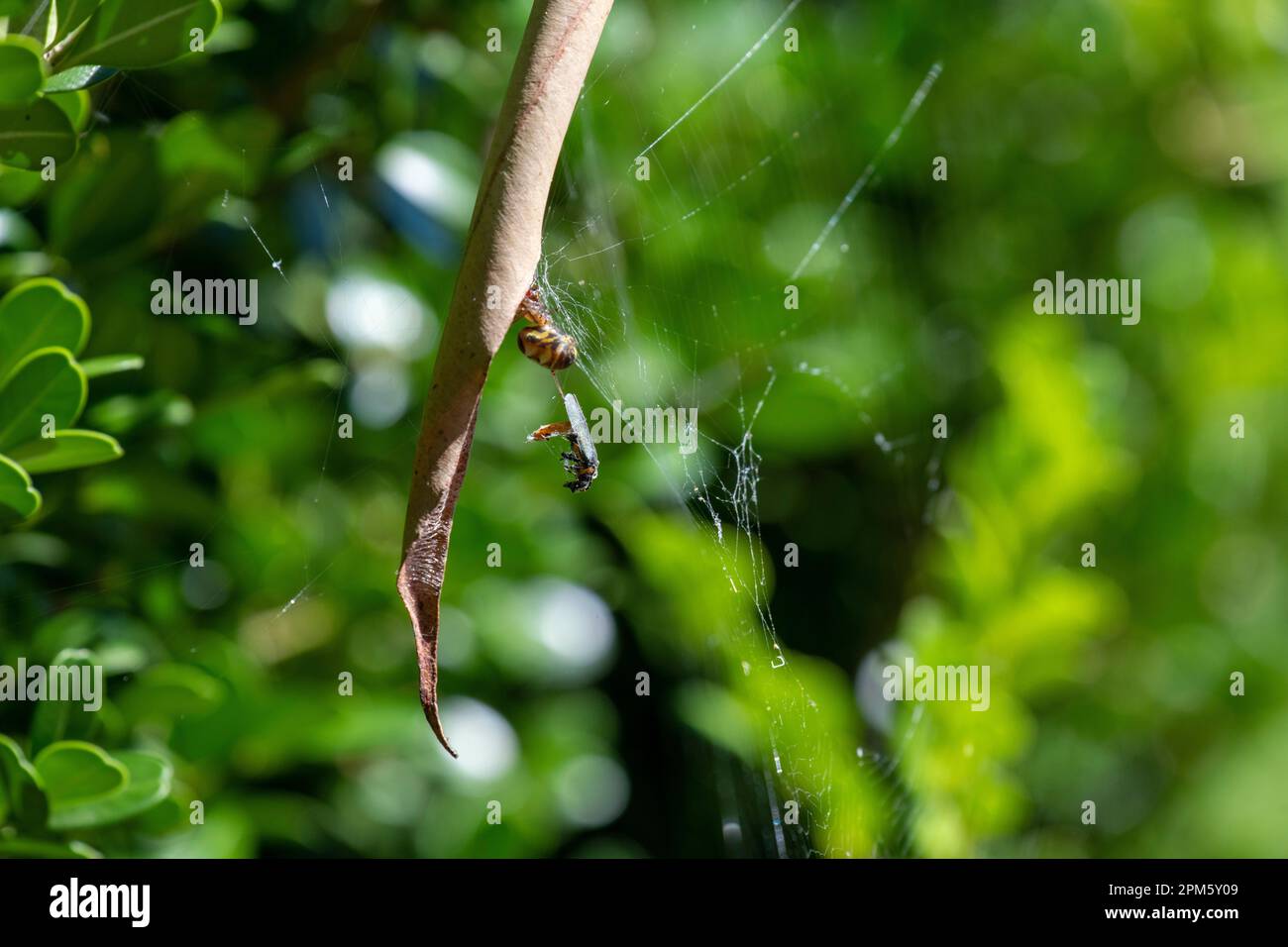 Leaf-Curling Spider (Phonognatha graeffei) catches prey in the web in ...
