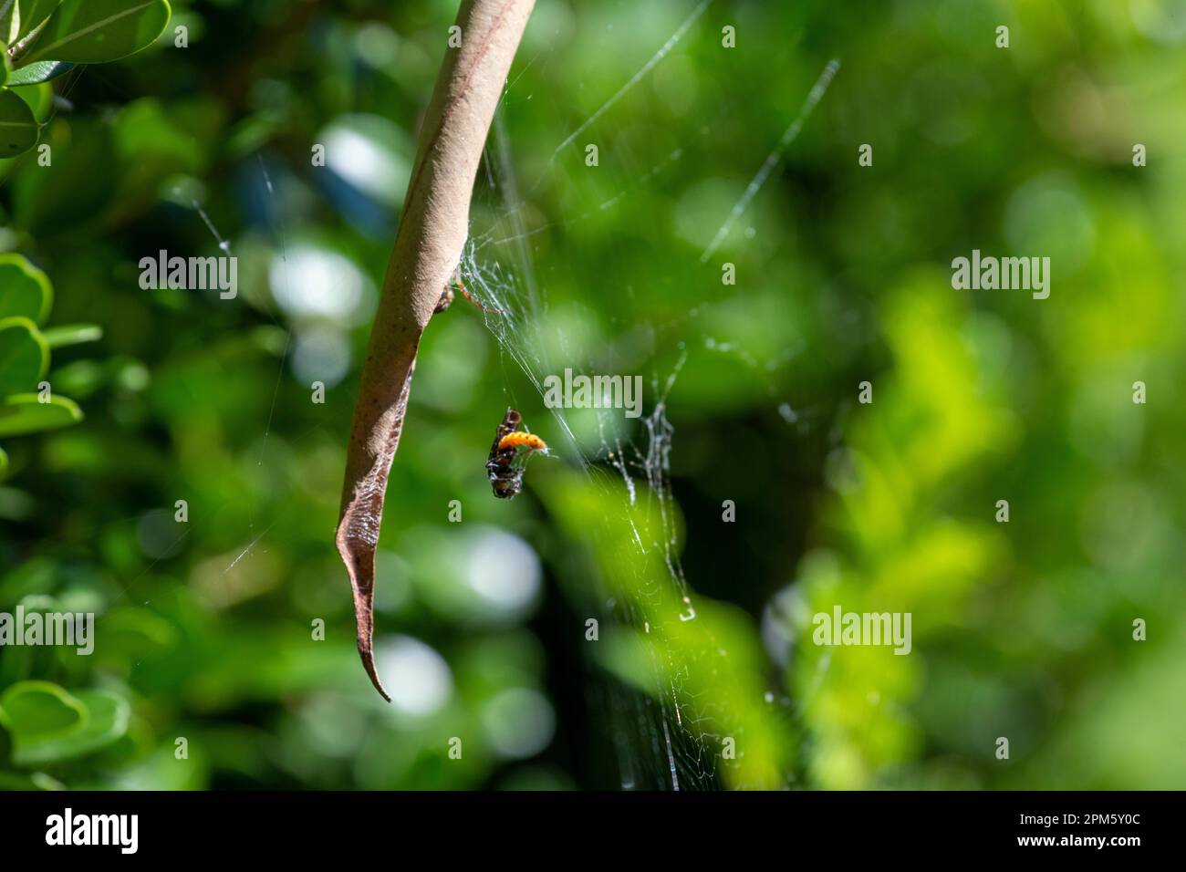Leaf-Curling Spider (Phonognatha graeffei) catches prey in the web in ...