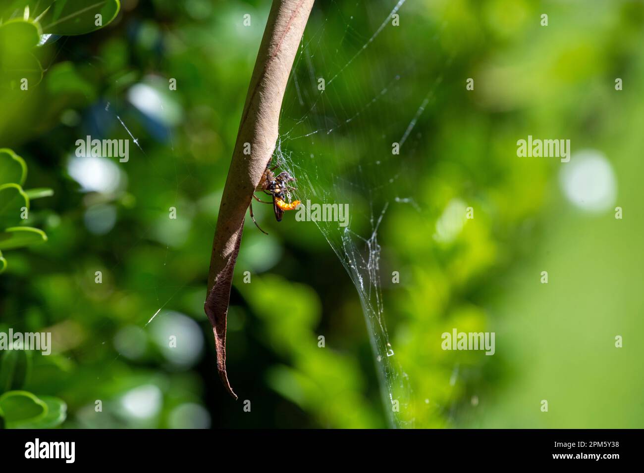 Leaf-Curling Spider (Phonognatha graeffei) catches prey in the web in ...
