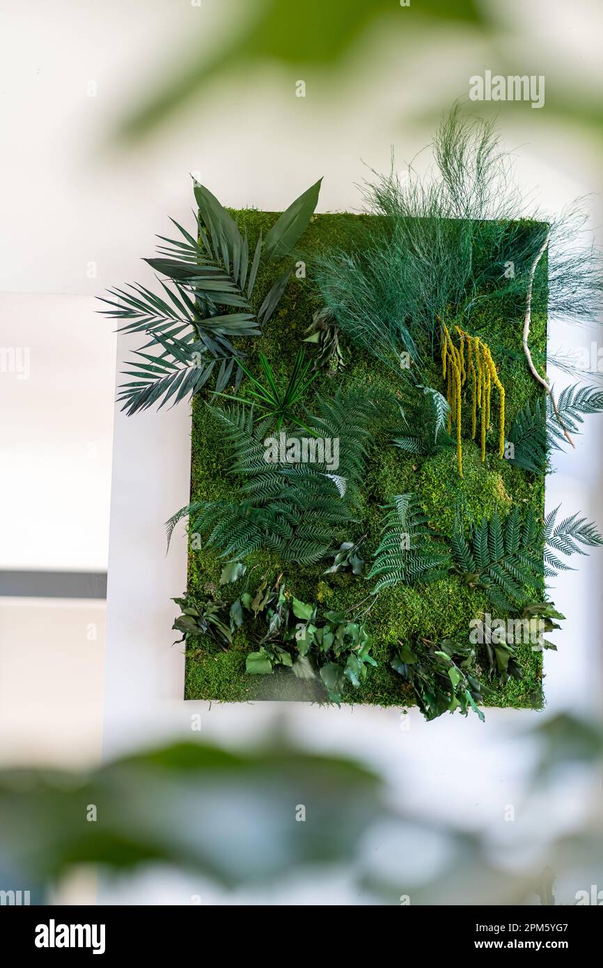 eco friendly green plant-based wall decorations. kit stabilized plant ...