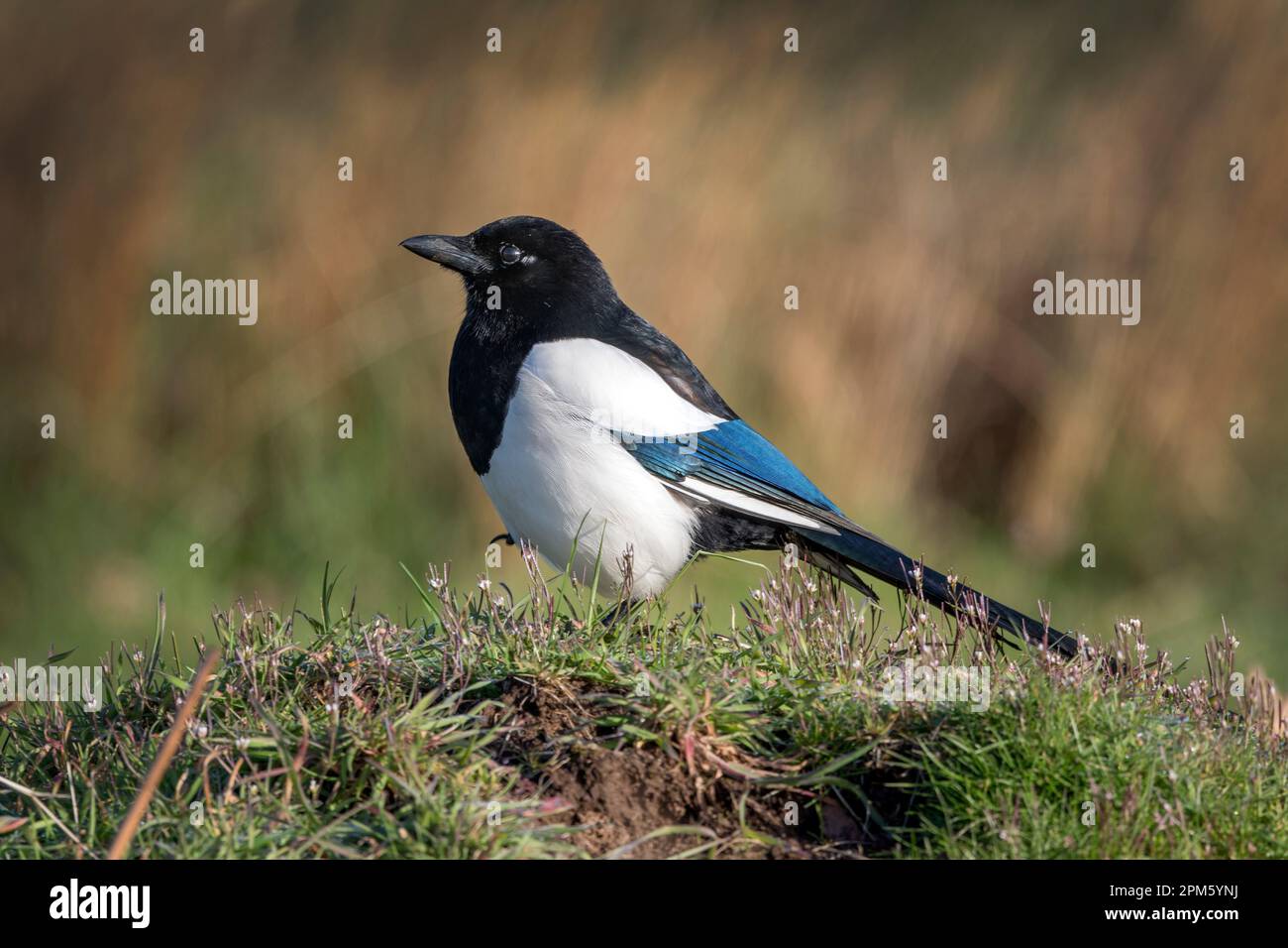 Magpie in the long grass searching for food Stock Photo - Alamy