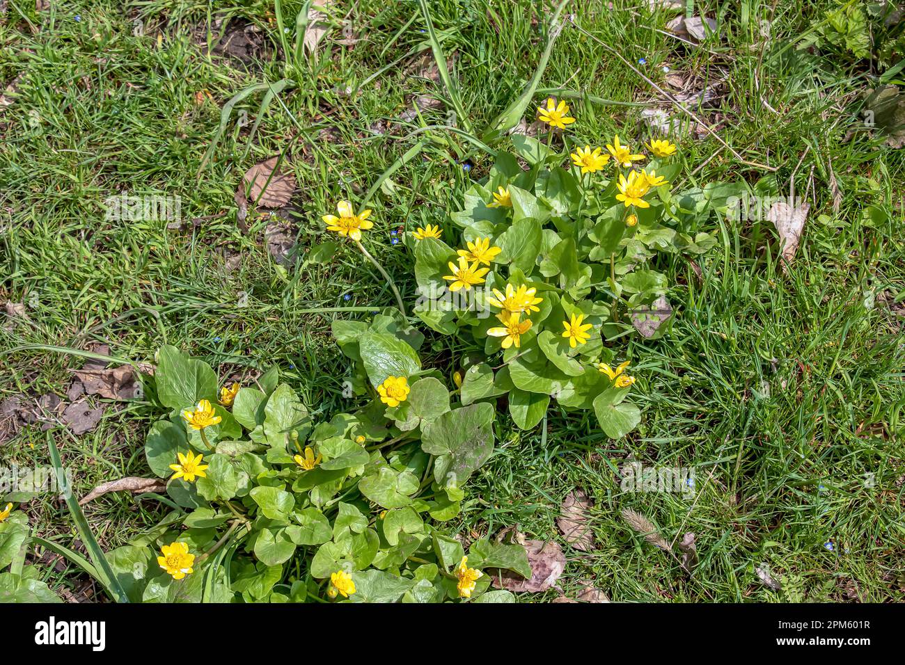 Close up of Ranunculus thora,as known as the buttercup, with Bright ...