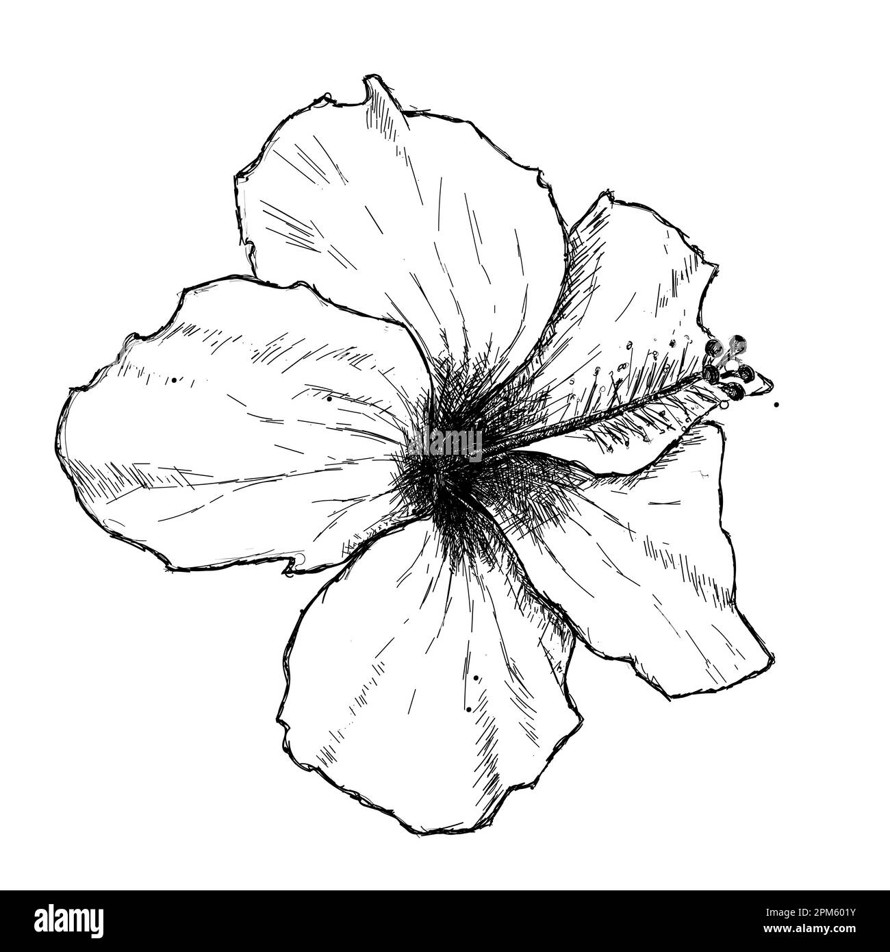 Rose flower digital sketch Stock Vector Images - Alamy