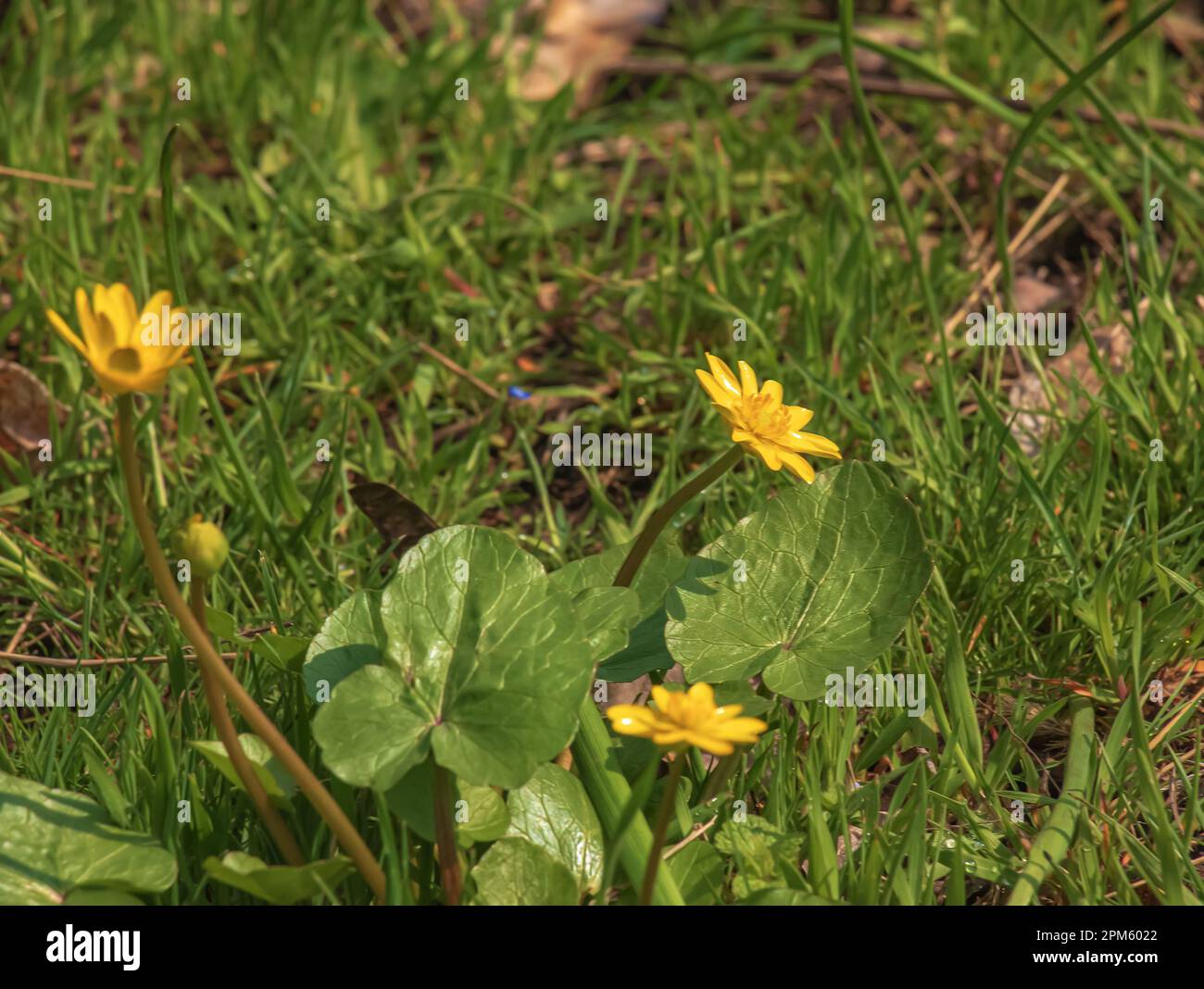 Close up of Ranunculus thora,as known as the buttercup, with Bright ...