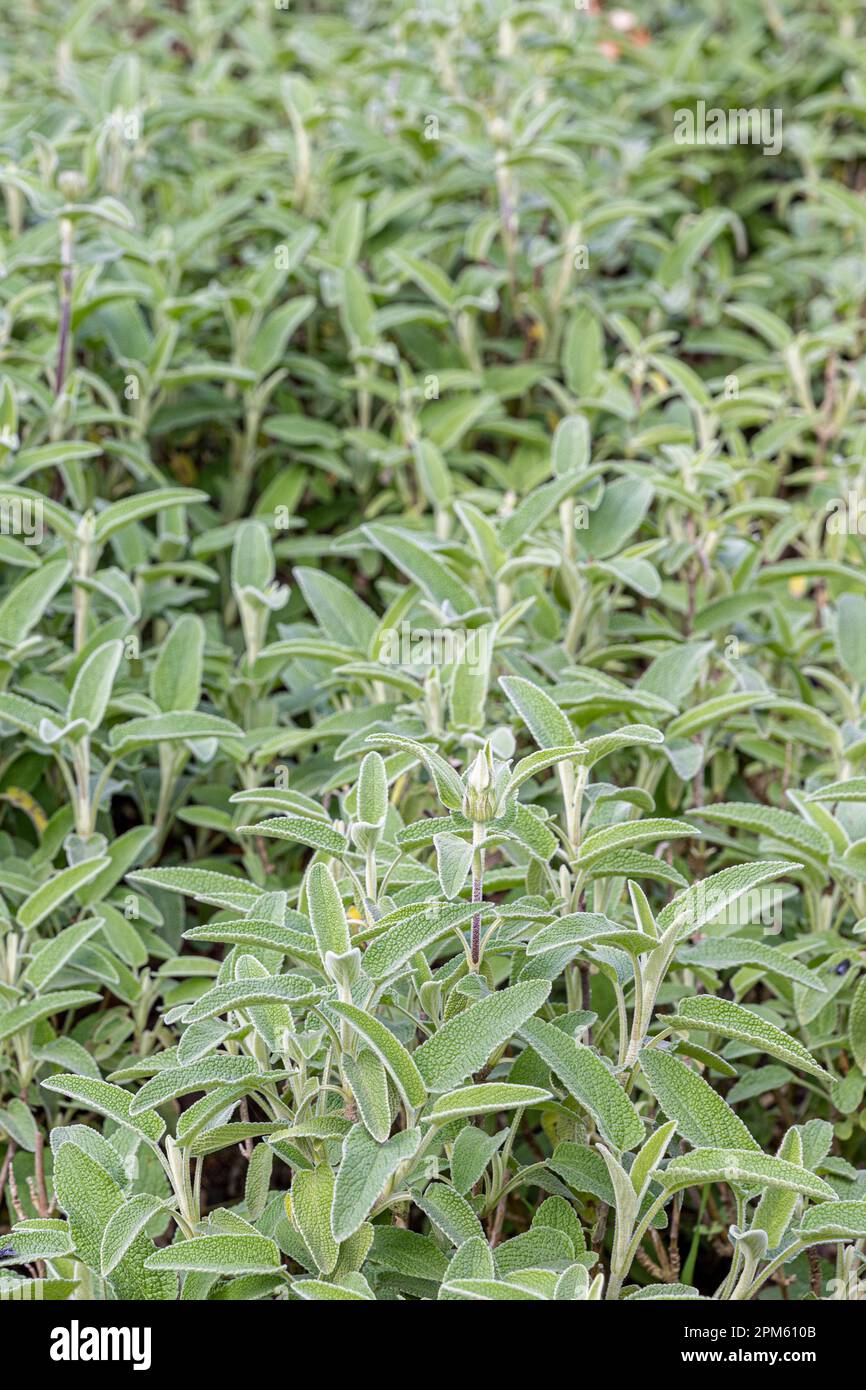 Spice plant: sage, (salvia officinalis), in the vegetable garden ...