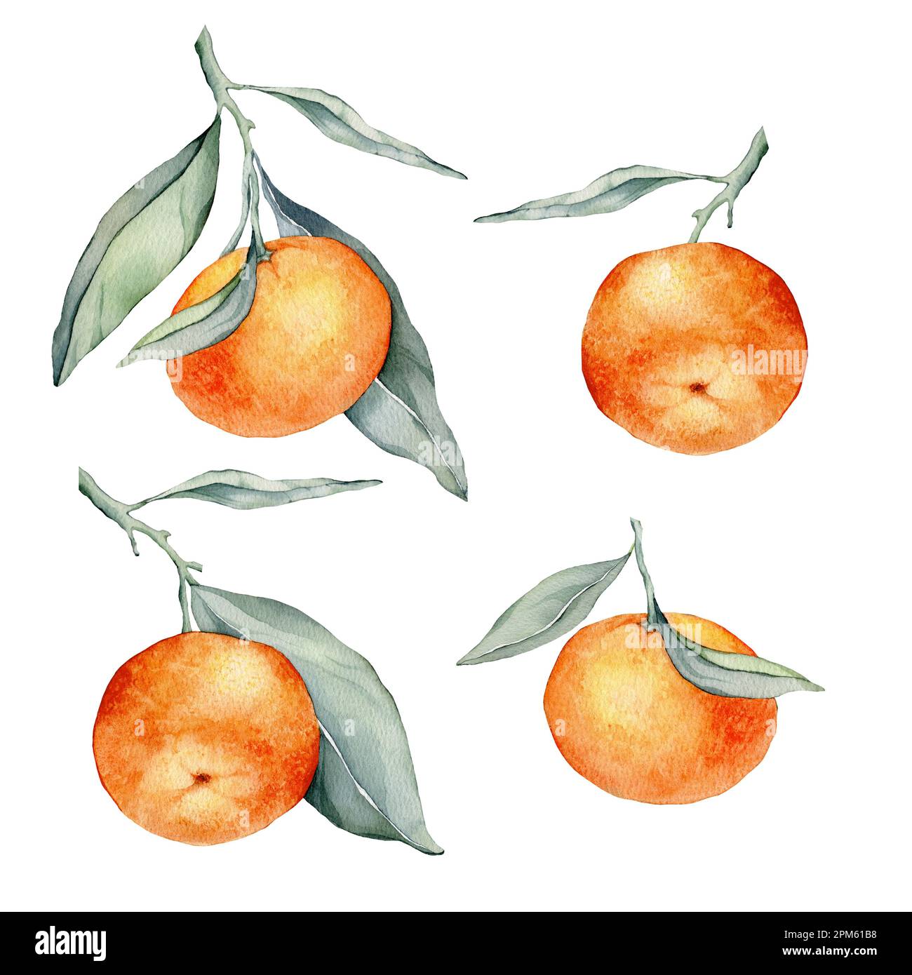 Set of mandarin branches with green leaves. Isolated. Watercolor ...