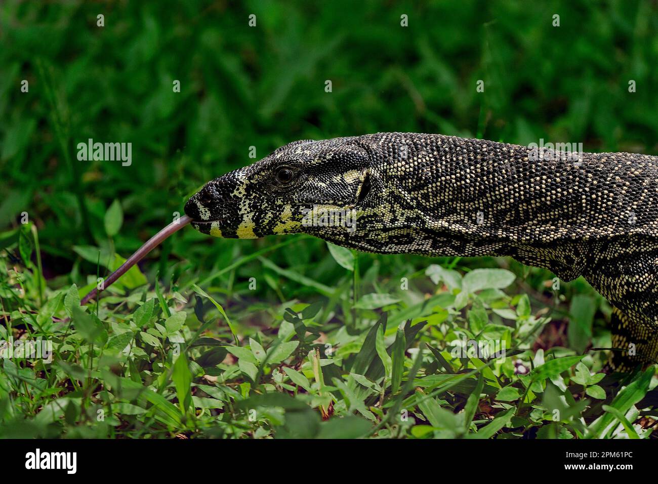 An Australian goanna lizard with its tongue out searching for food in ...