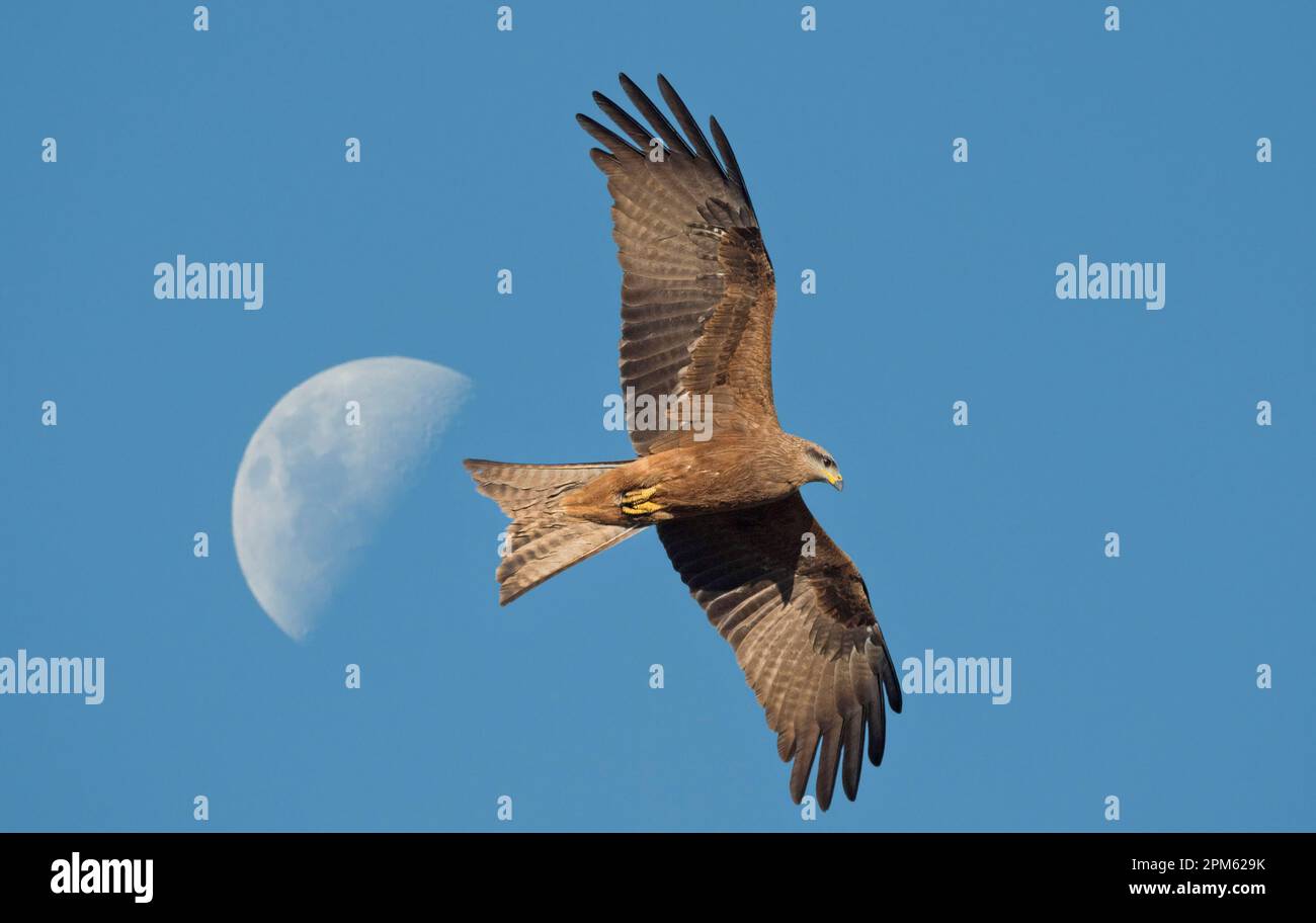 Whistling kite in flight in outback Australia Stock Photo - Alamy
