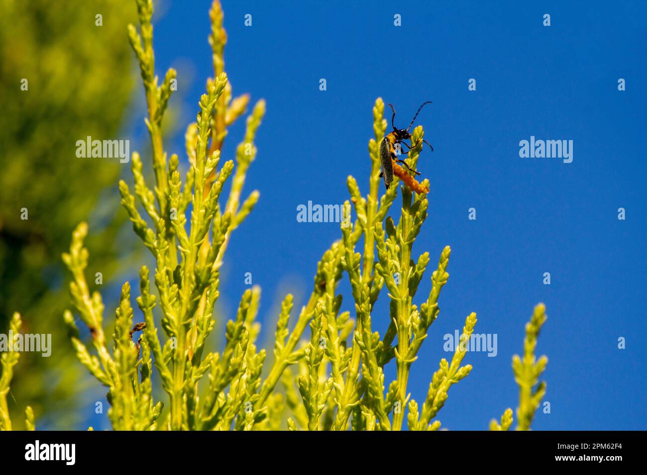 Plague Soldier Beetle (Chauliognathus lugubris) sitting on a plant in ...