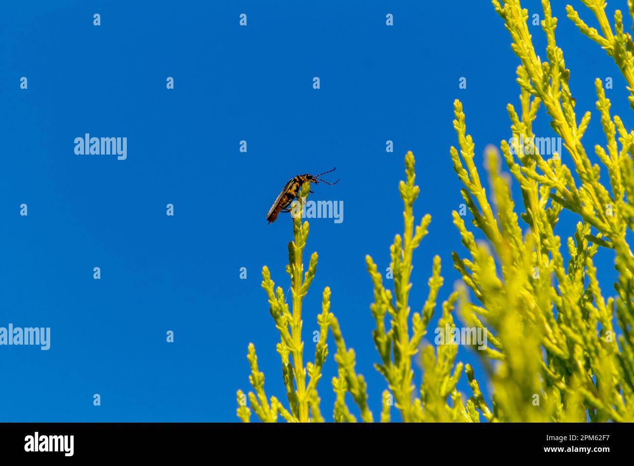 Plague Soldier Beetle (Chauliognathus lugubris) sitting on a plant in ...