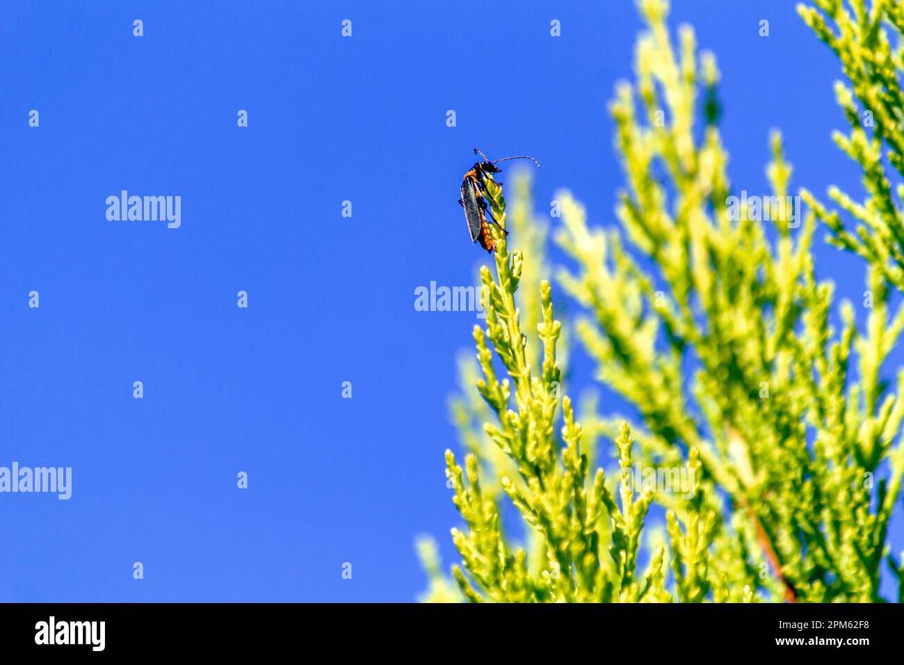 Plague Soldier Beetle (Chauliognathus lugubris) sitting on a plant in ...