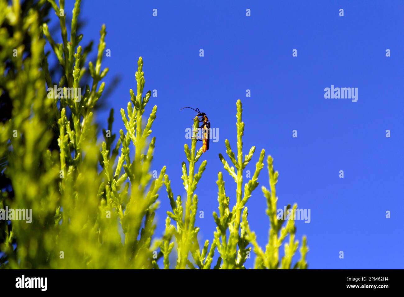 Plague Soldier Beetle (Chauliognathus lugubris) sitting on a plant in ...