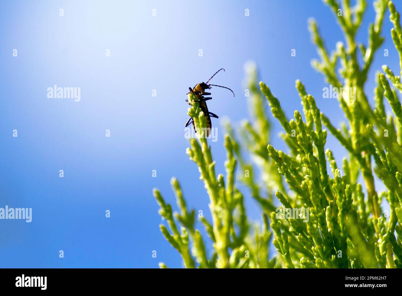 Plague Soldier Beetle (Chauliognathus lugubris) sitting on a plant in ...