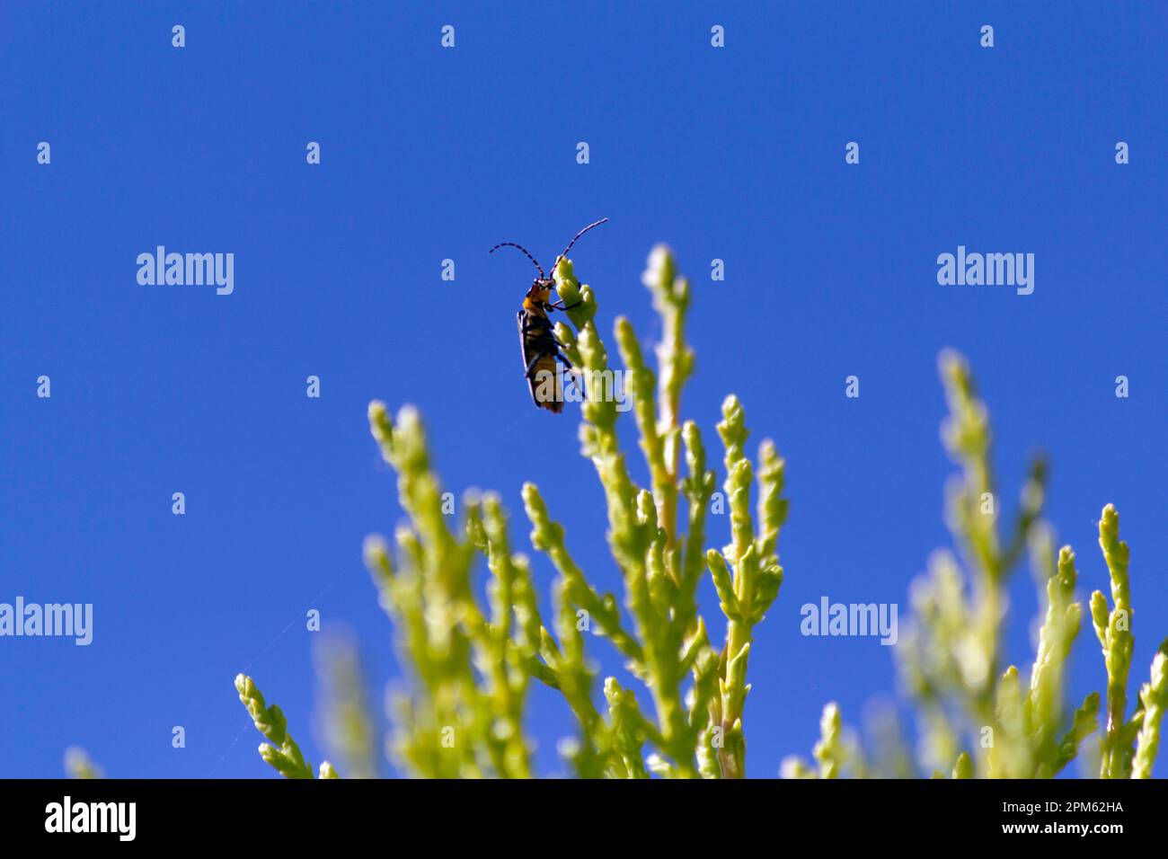 Plague soldier beetles hi-res stock photography and images - Alamy