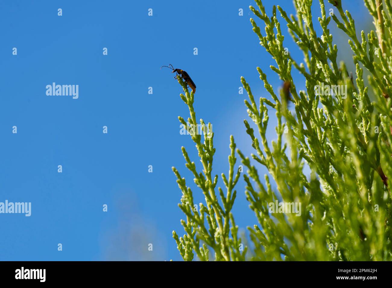 Plague Soldier Beetle (Chauliognathus lugubris) sitting on a plant in ...