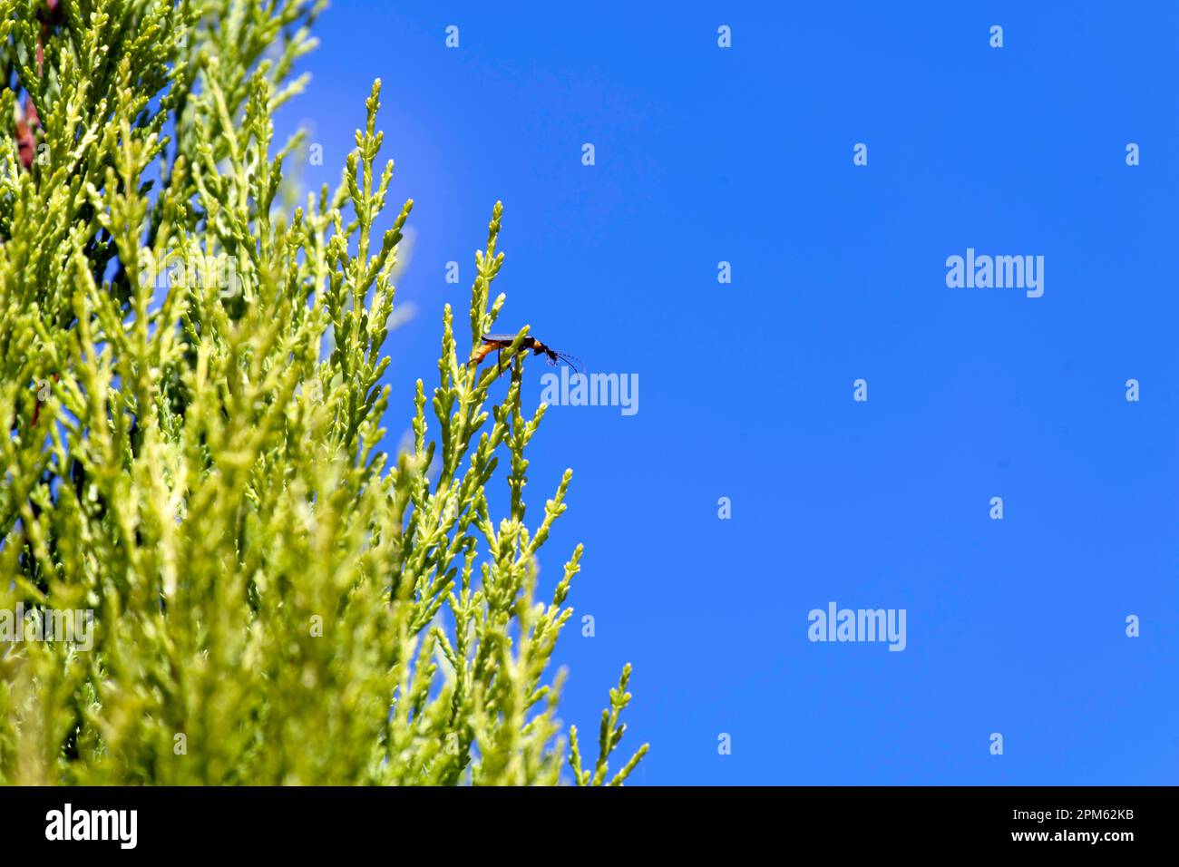 Plague Soldier Beetle (Chauliognathus lugubris) sitting on a plant in ...