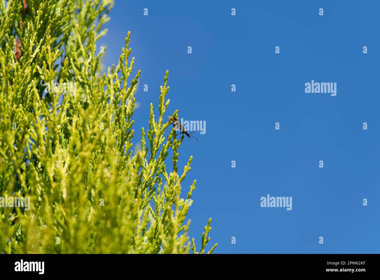 Plague Soldier Beetle (Chauliognathus lugubris) sitting on a plant in ...