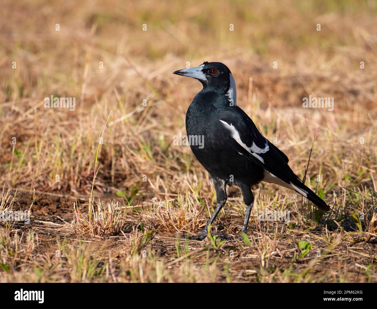 Australian Magpie, Gymnorhina tibicen, foraging for food on dry brown ...