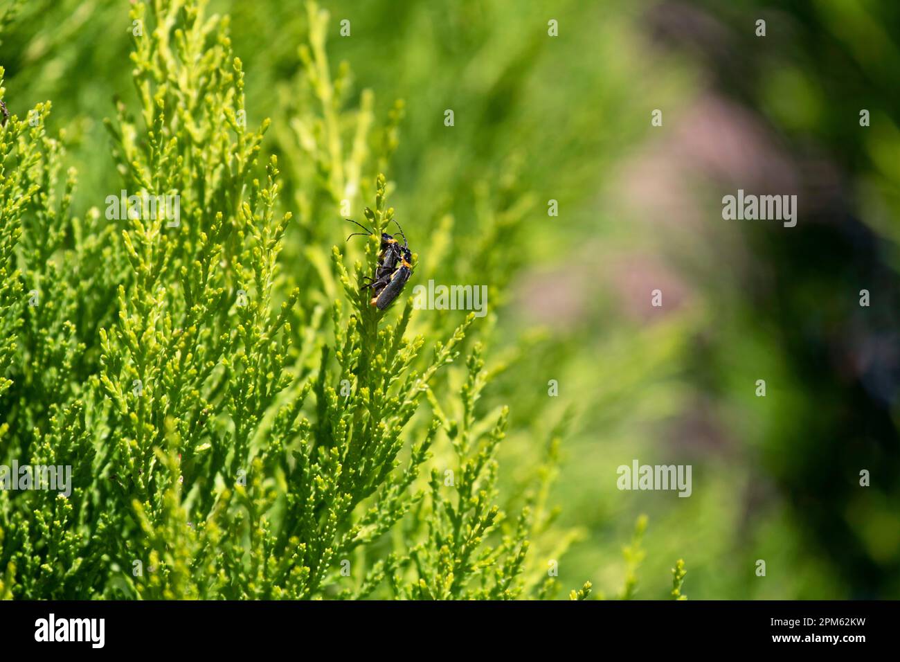 Australian garden beetles hi-res stock photography and images - Alamy