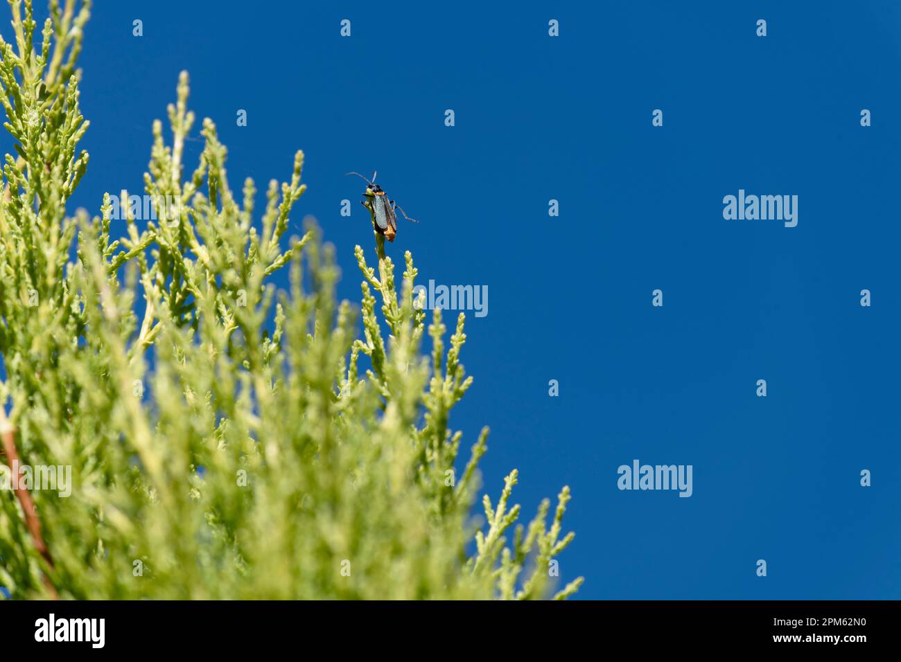 Plague Soldier Beetle (Chauliognathus lugubris) sitting on a plant in ...