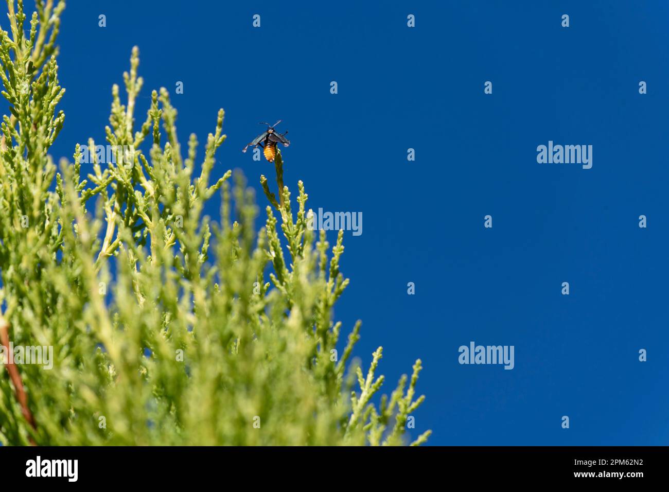 Plague Soldier Beetle (Chauliognathus lugubris) sitting on a plant in ...