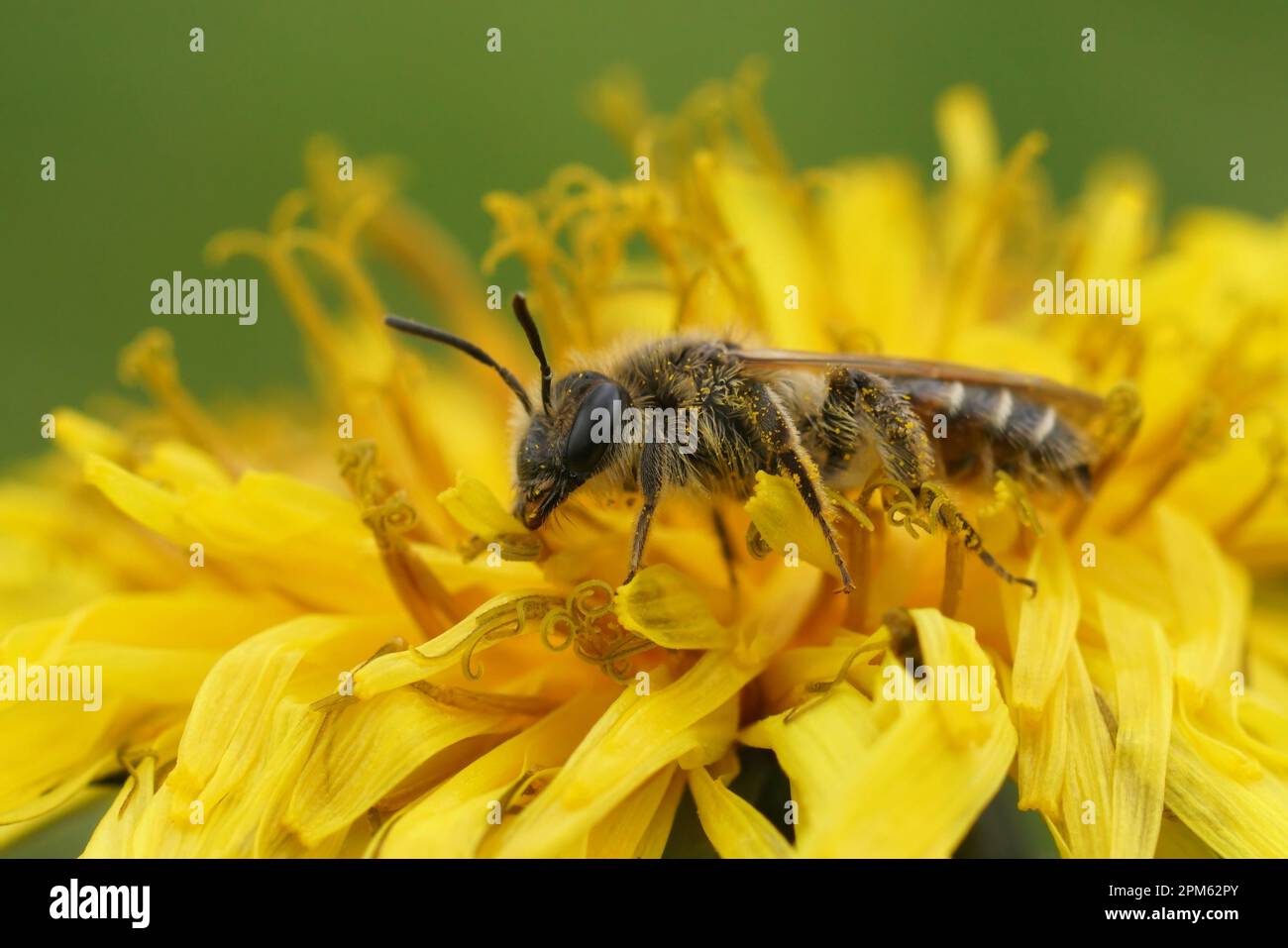 Natural Close up on a female red- bellied miner solitary bee, Andrena ...