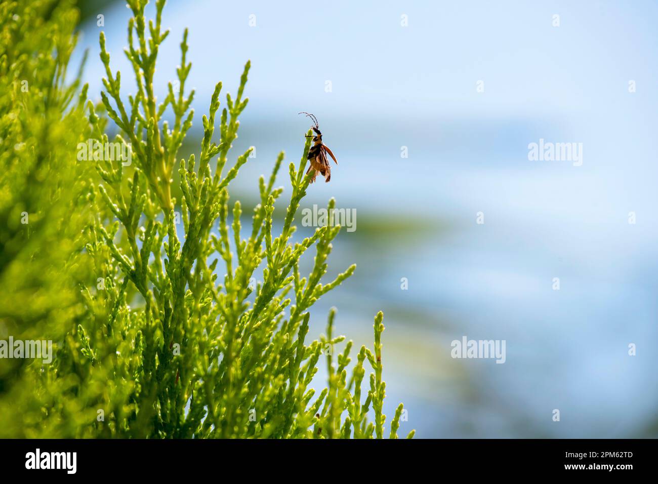 Plague Soldier Beetle (Chauliognathus lugubris) sitting on a plant in ...