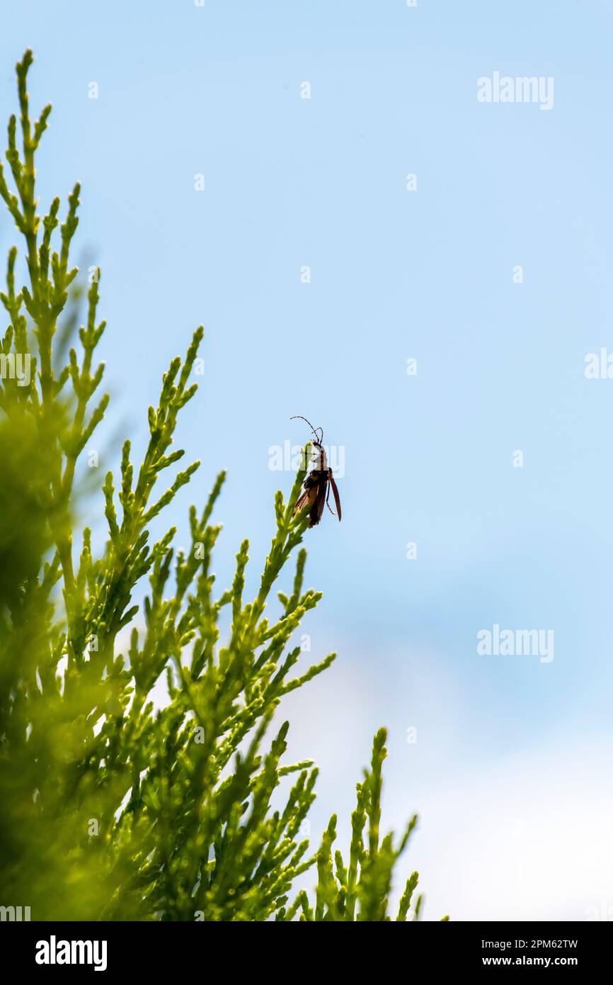 Plague Soldier Beetle (Chauliognathus lugubris) sitting on a plant in ...