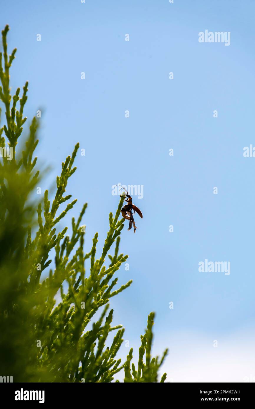 Plague Soldier Beetle (Chauliognathus lugubris) sitting on a plant in ...