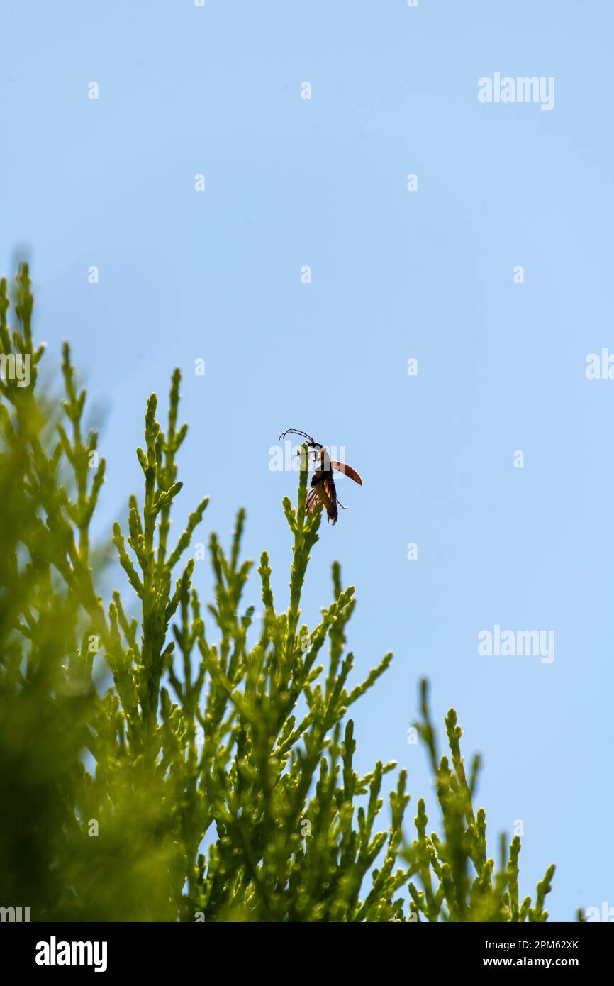 Plague Soldier Beetle (Chauliognathus lugubris) sitting on a plant in ...