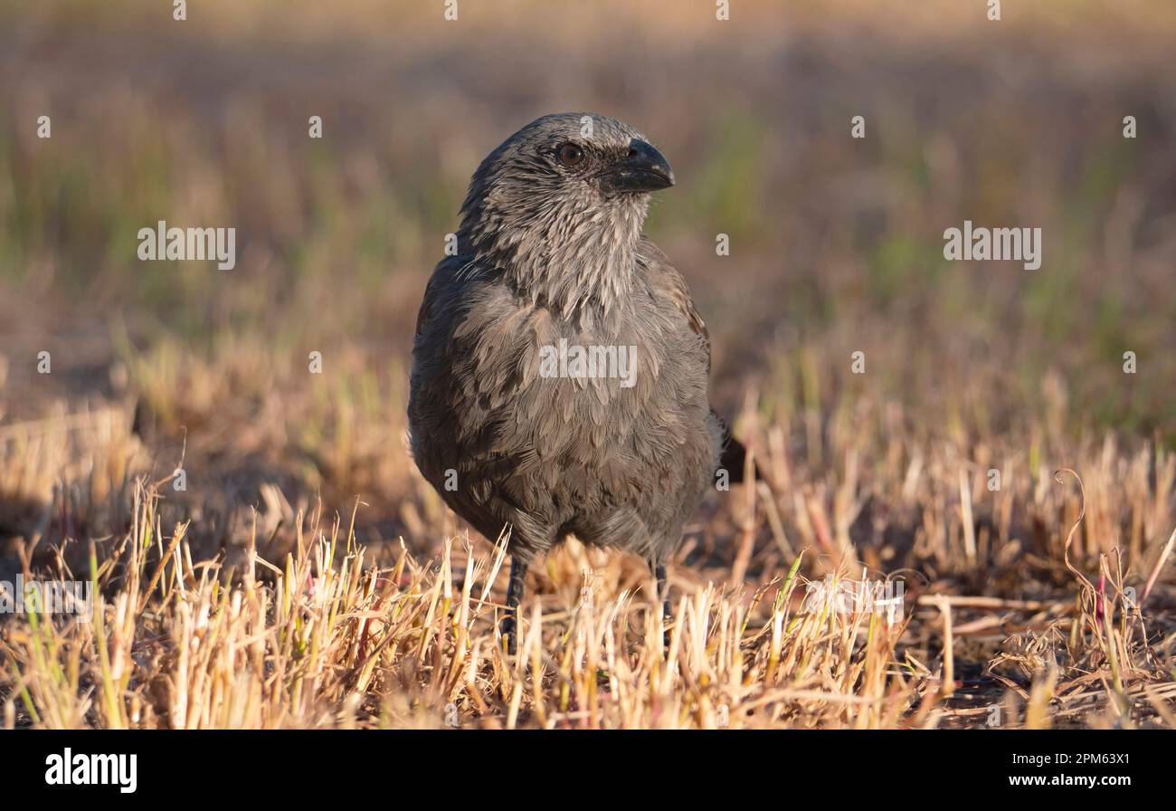 Apostlebird, Struthidea cinerea, searching the dry brown grass ground ...