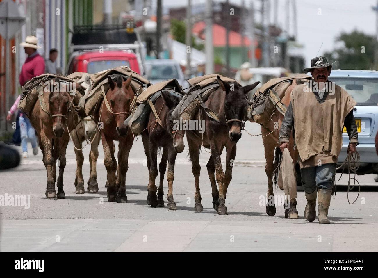 A muleteer leads mules in Murillo, a town located near the Nevado del ...