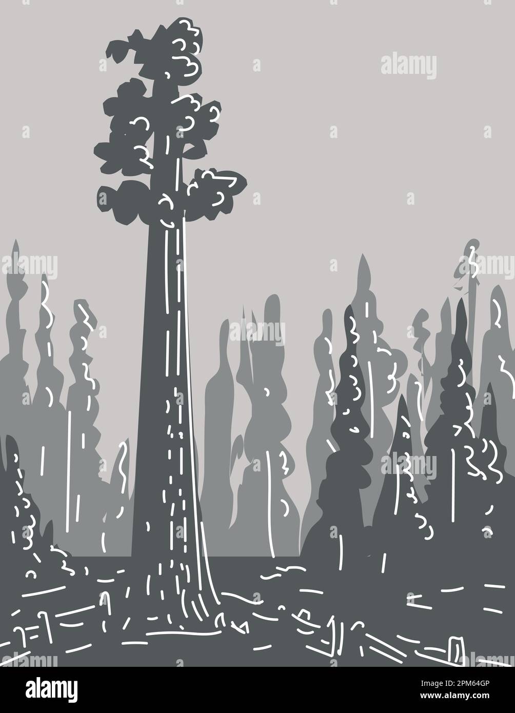Mono line illustration of General Sherman tree in Sequoia National Park ...