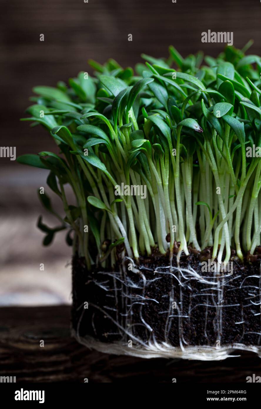Cress, pictured with its root system Stock Photo - Alamy
