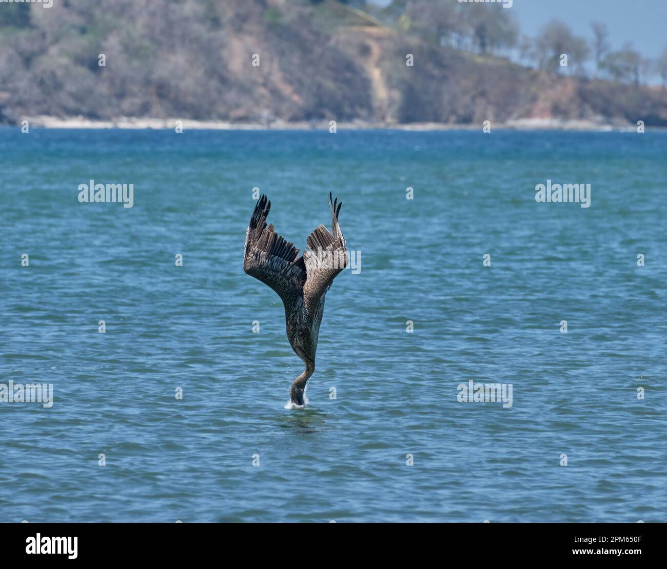 A pelican in a high speed dive for a fish tucks its wings just as its ...
