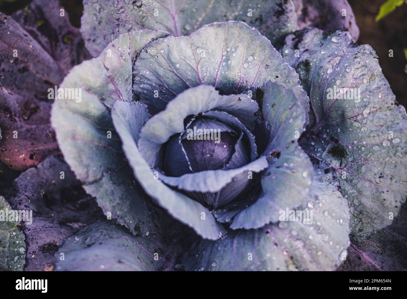 Purple cabbage growing in a field Stock Photo - Alamy