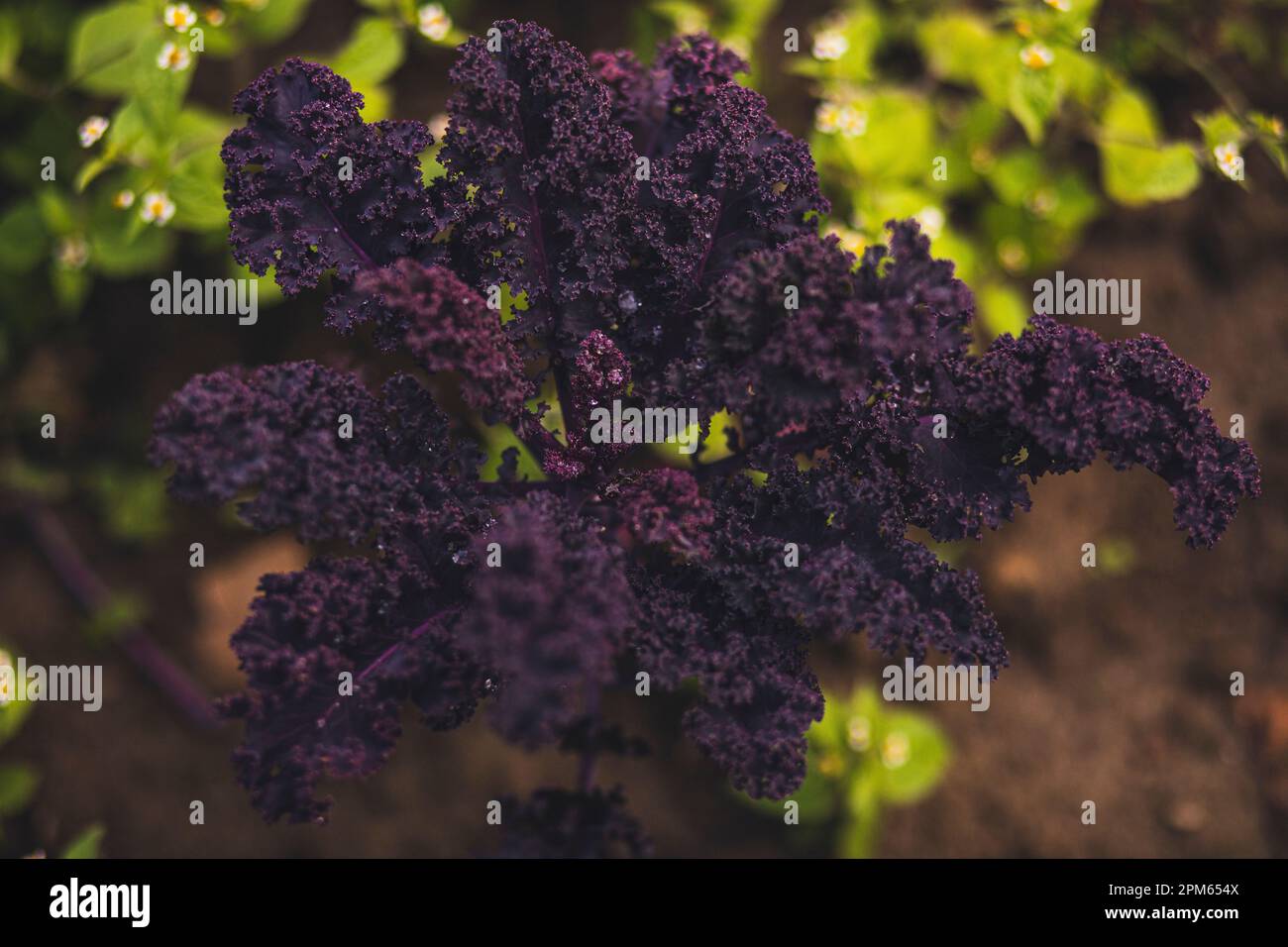 Purple sprouting kale growing in a field Stock Photo - Alamy