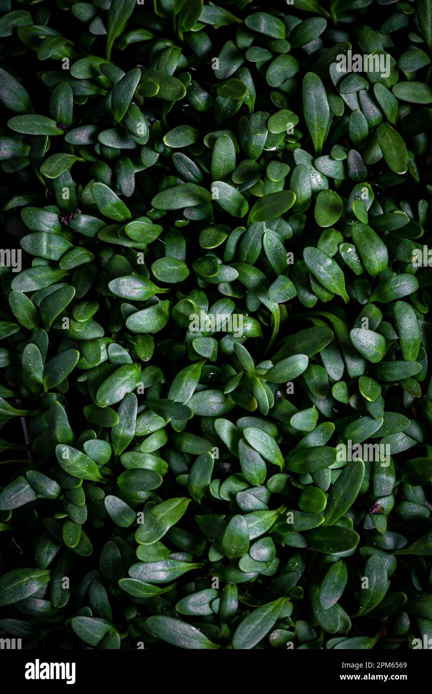 A close up photo of fresh green cress leaves Stock Photo - Alamy