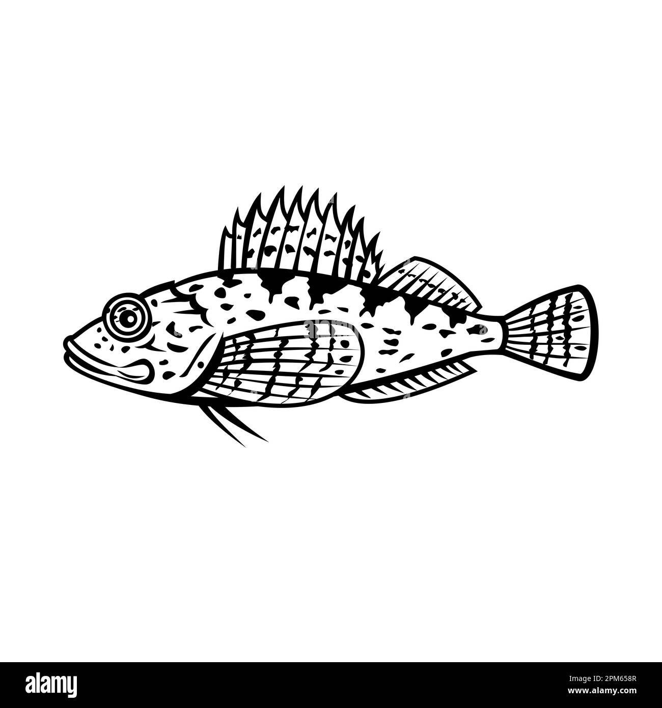 Staghorn Sculpin Drawing