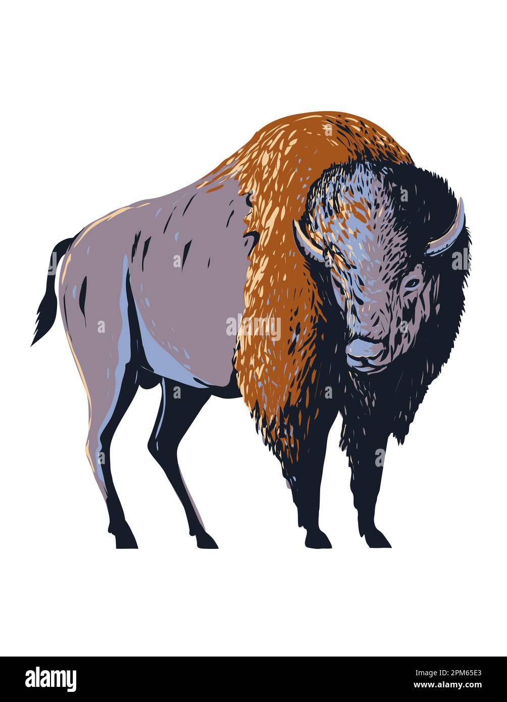 WPA poster art of an American bison also commonly known as the American ...