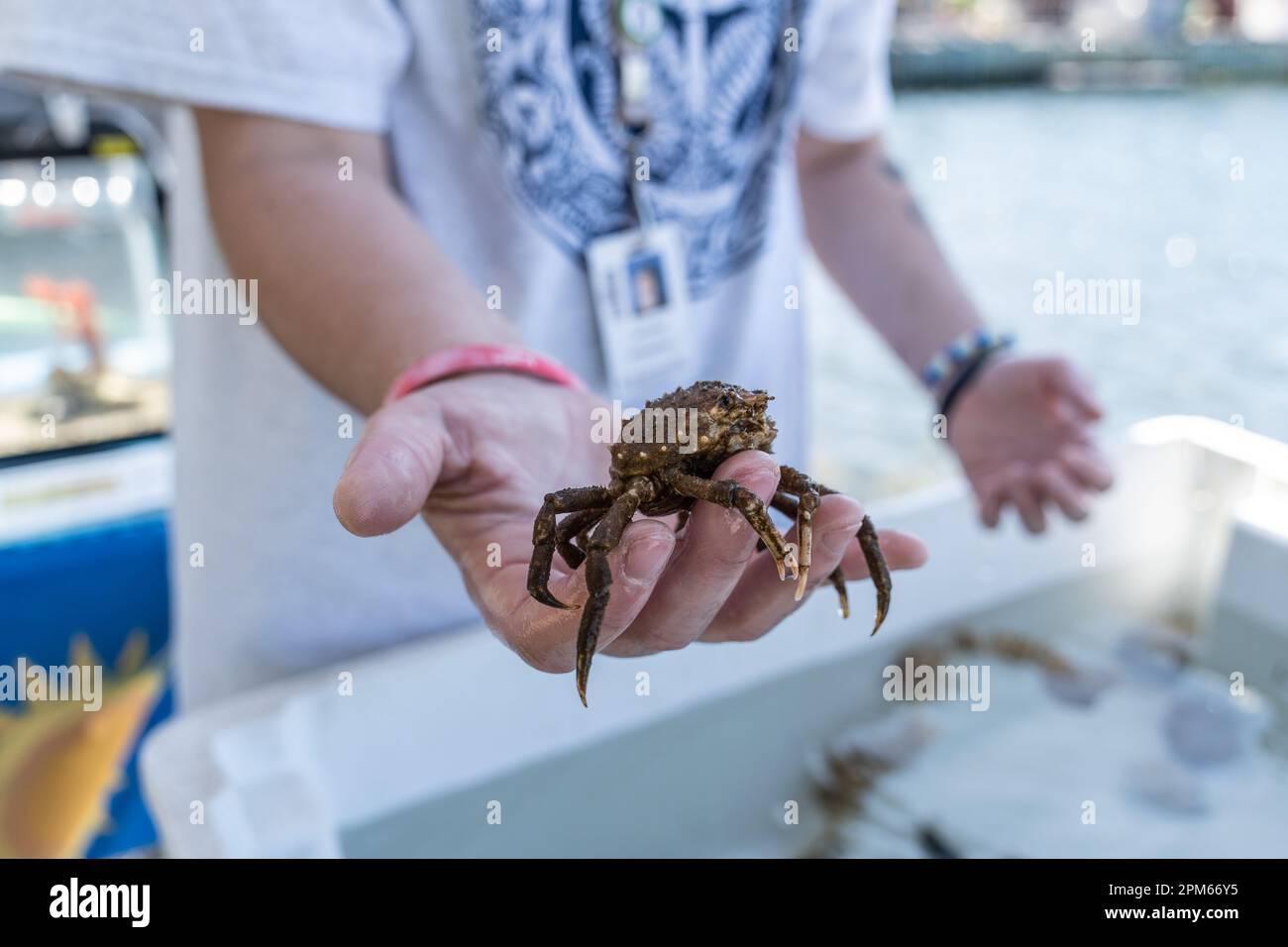 Woods Hole, Massachussetts: July 11, 2022: Common Spider Crab (Libinia ...