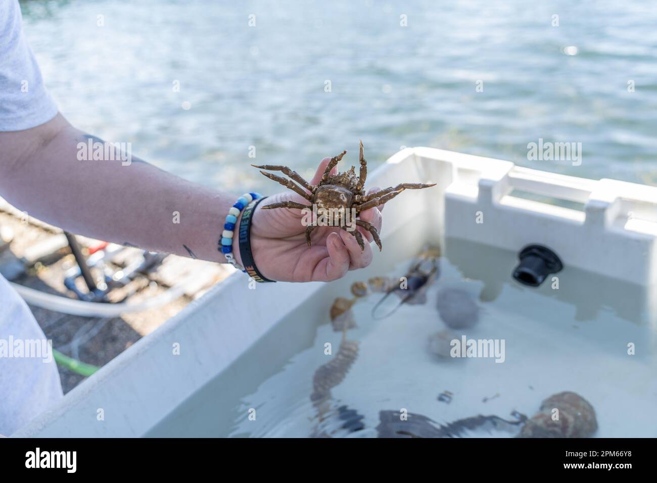 Woods Hole, Massachussetts: July 11, 2022: Common Spider Crab (Libinia ...