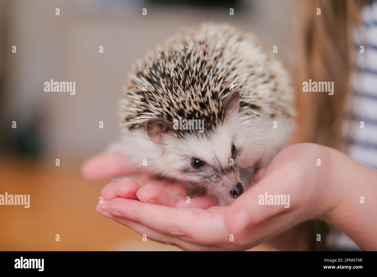 Hedgehog in the hands of a child on a blurred room background ...