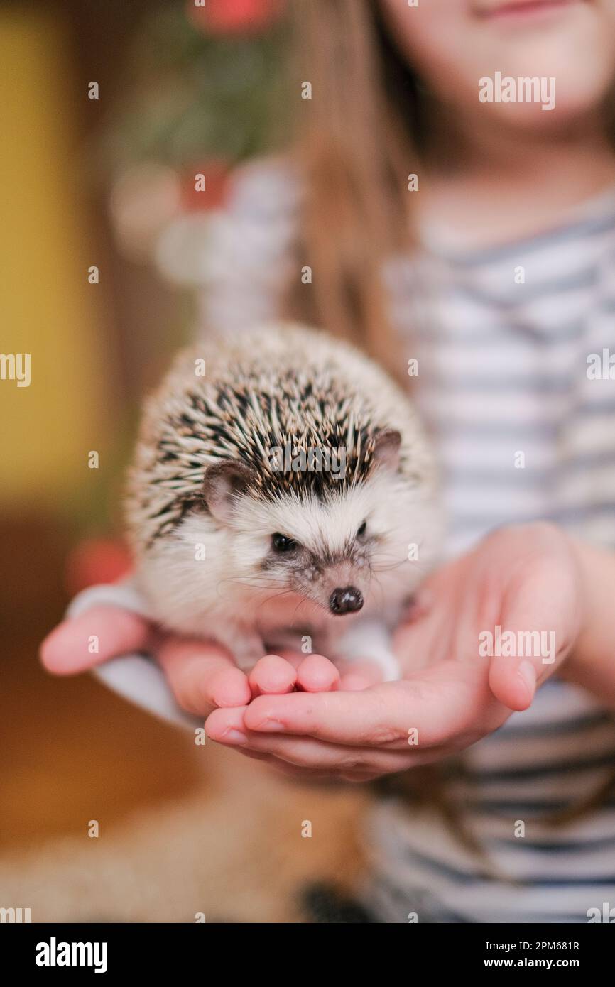 Hedgehog in the hands of a child on a room background.Communication ...