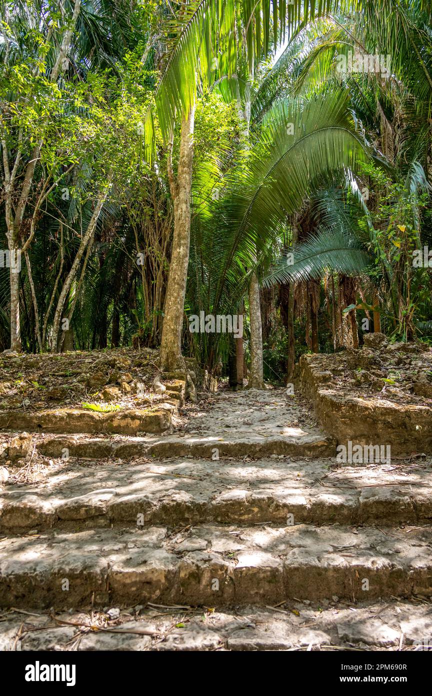 Ancient mayan ruins of Chacchoben in the jungle near the cruise ...